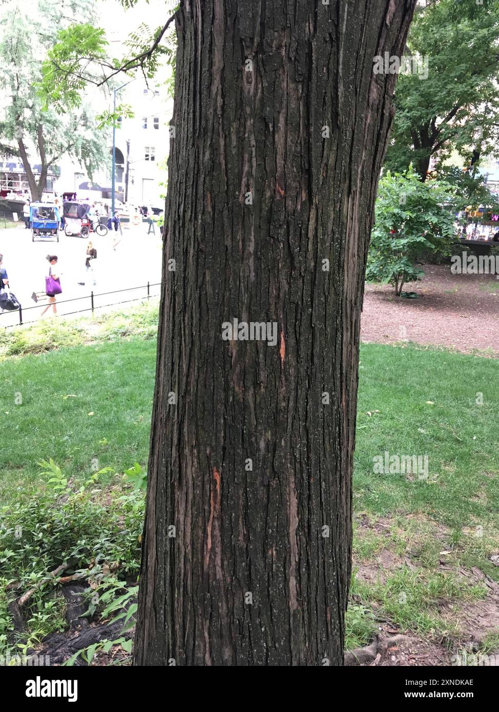 walnut family (Juglandaceae) Plantae Stock Photo - Alamy