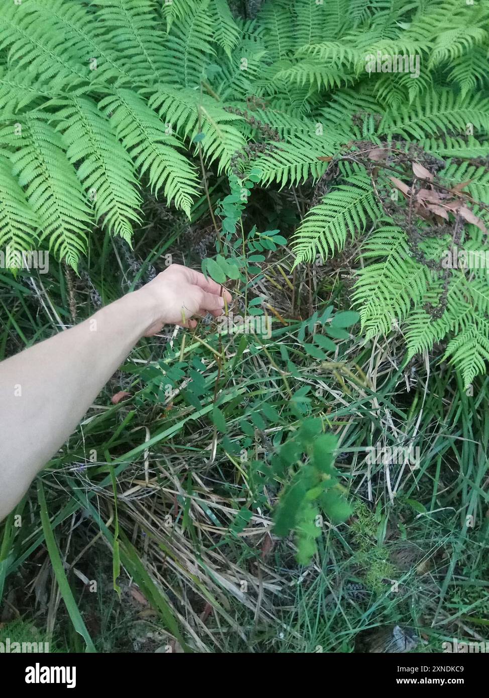 Australian Indigo (Indigofera australis) Plantae Stock Photo - Alamy