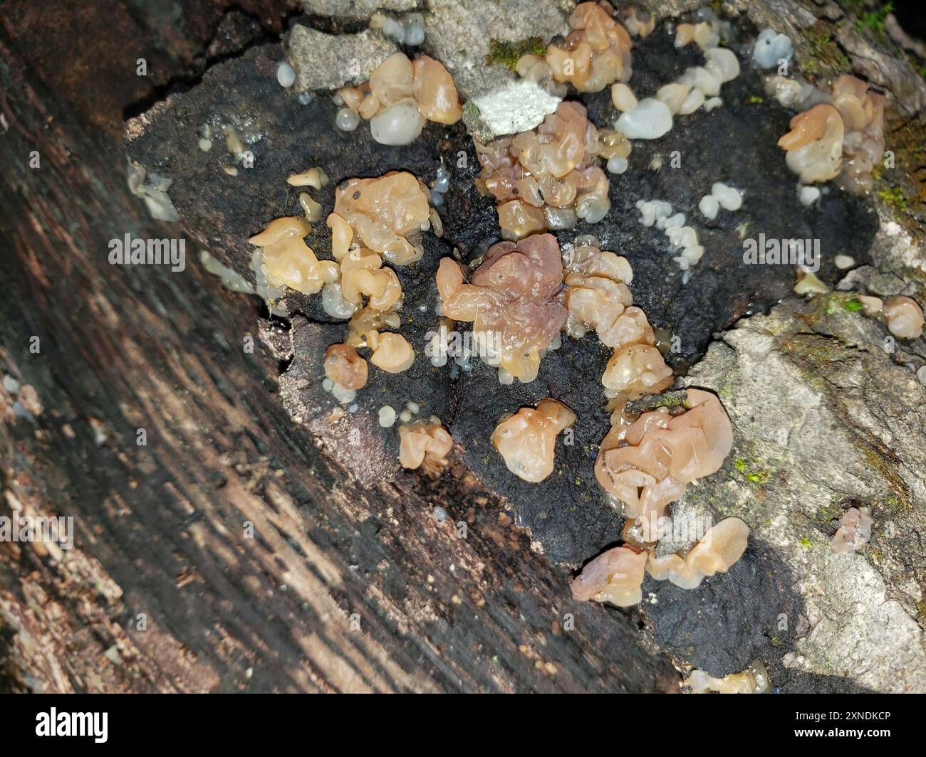 Crystal Brain Fungus (Myxarium nucleatum) Fungi Stock Photo - Alamy