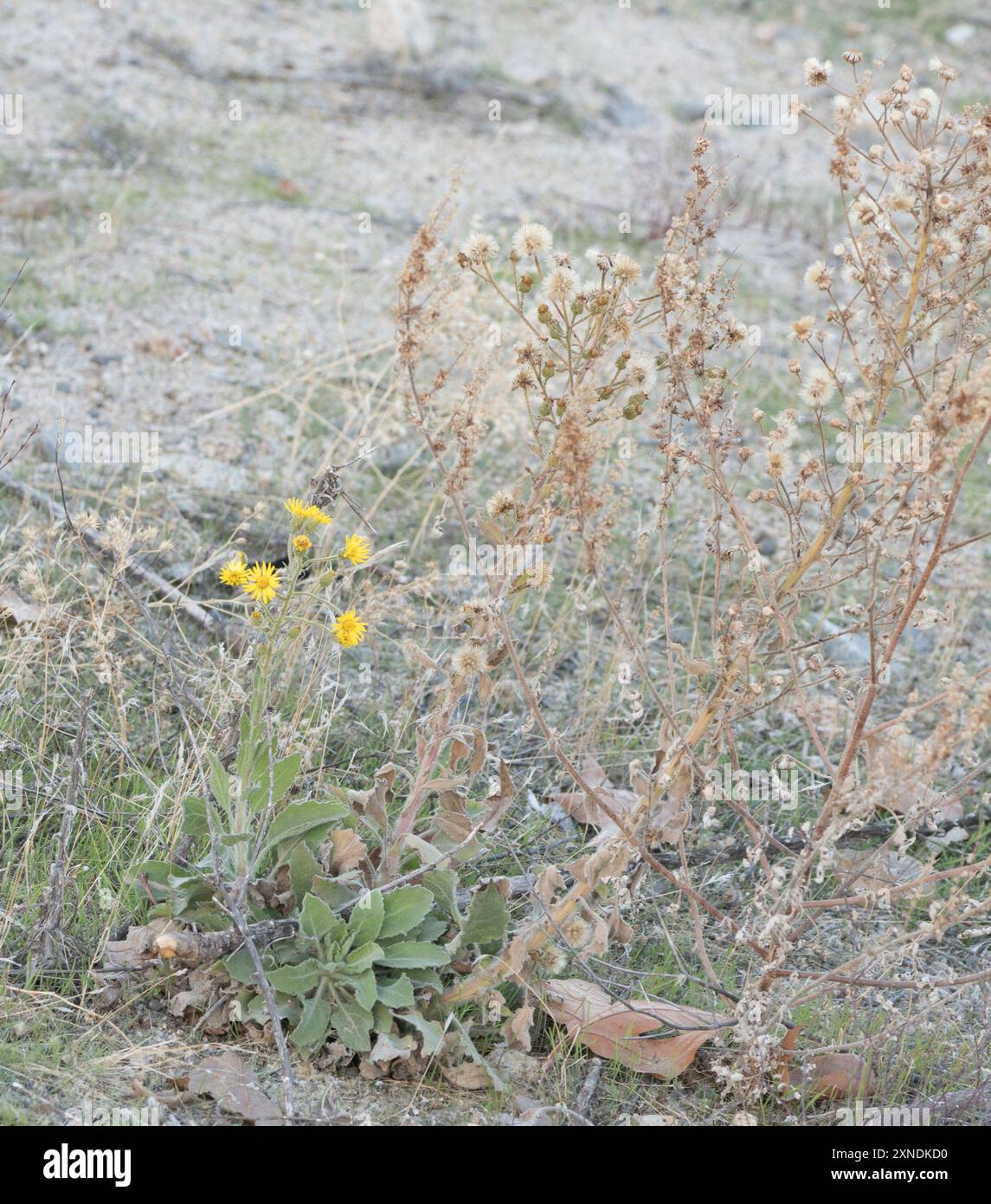 Telegraphweed (Heterotheca grandiflora) Plantae Stock Photo - Alamy