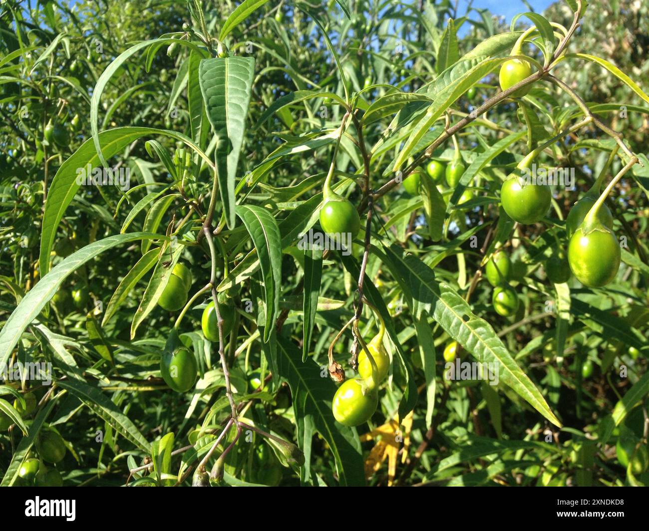 kangaroo-apple (Solanum laciniatum) Plantae Stock Photo - Alamy