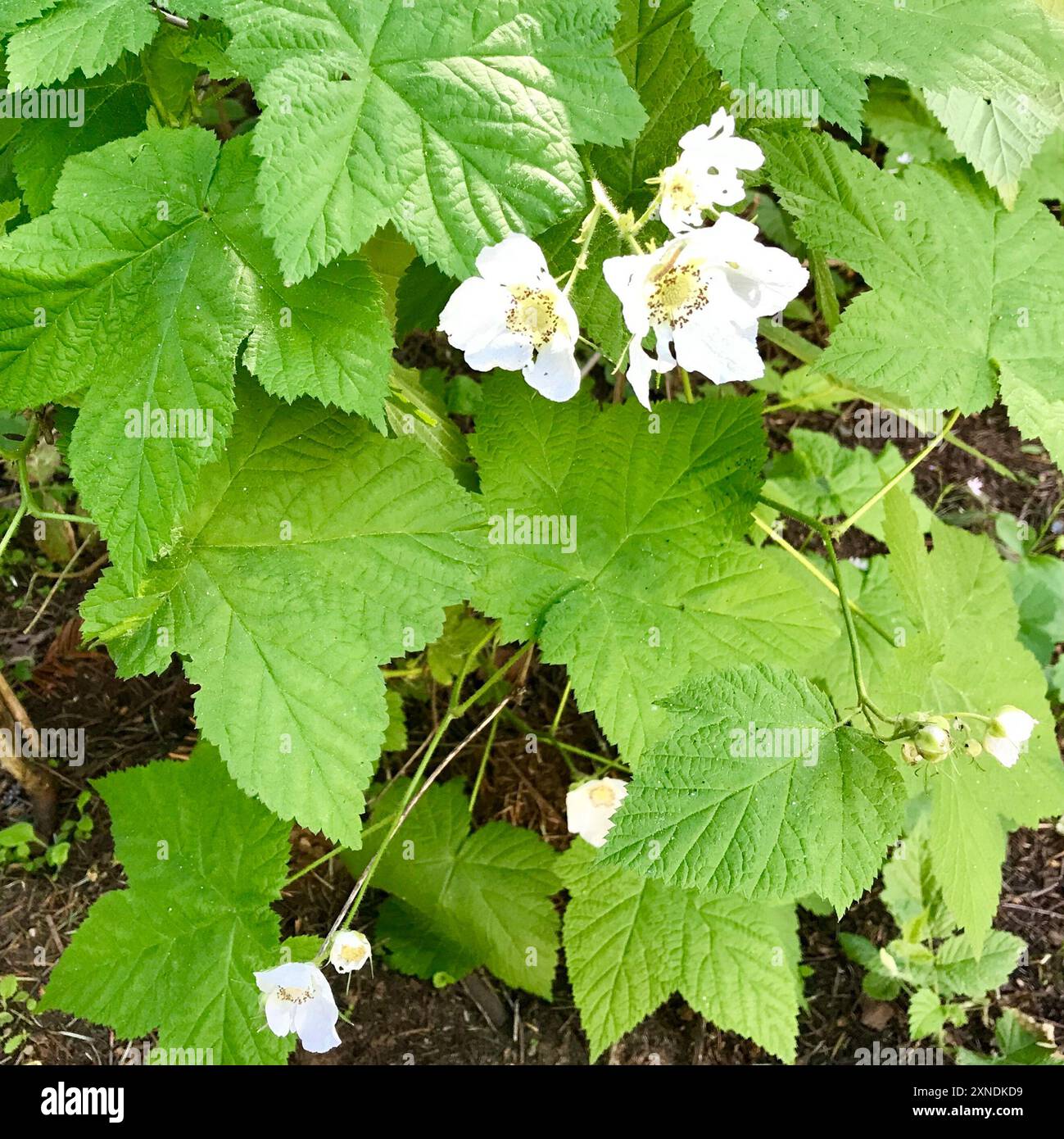 thimbleberry (Rubus parviflorus) Plantae Stock Photo - Alamy