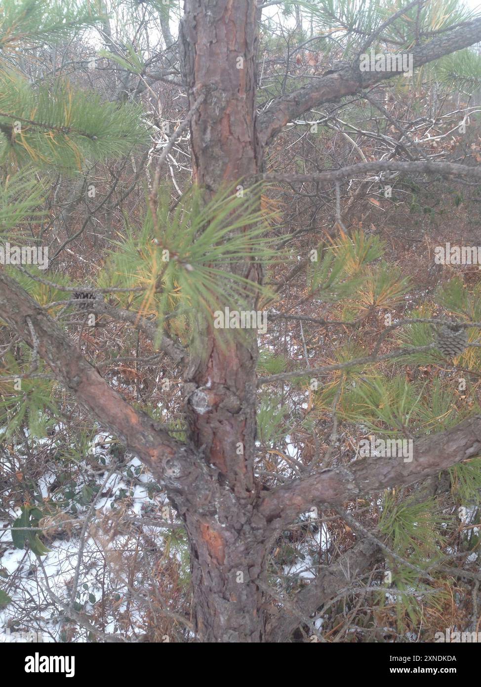 pitch pine (Pinus rigida) Plantae Stock Photo - Alamy