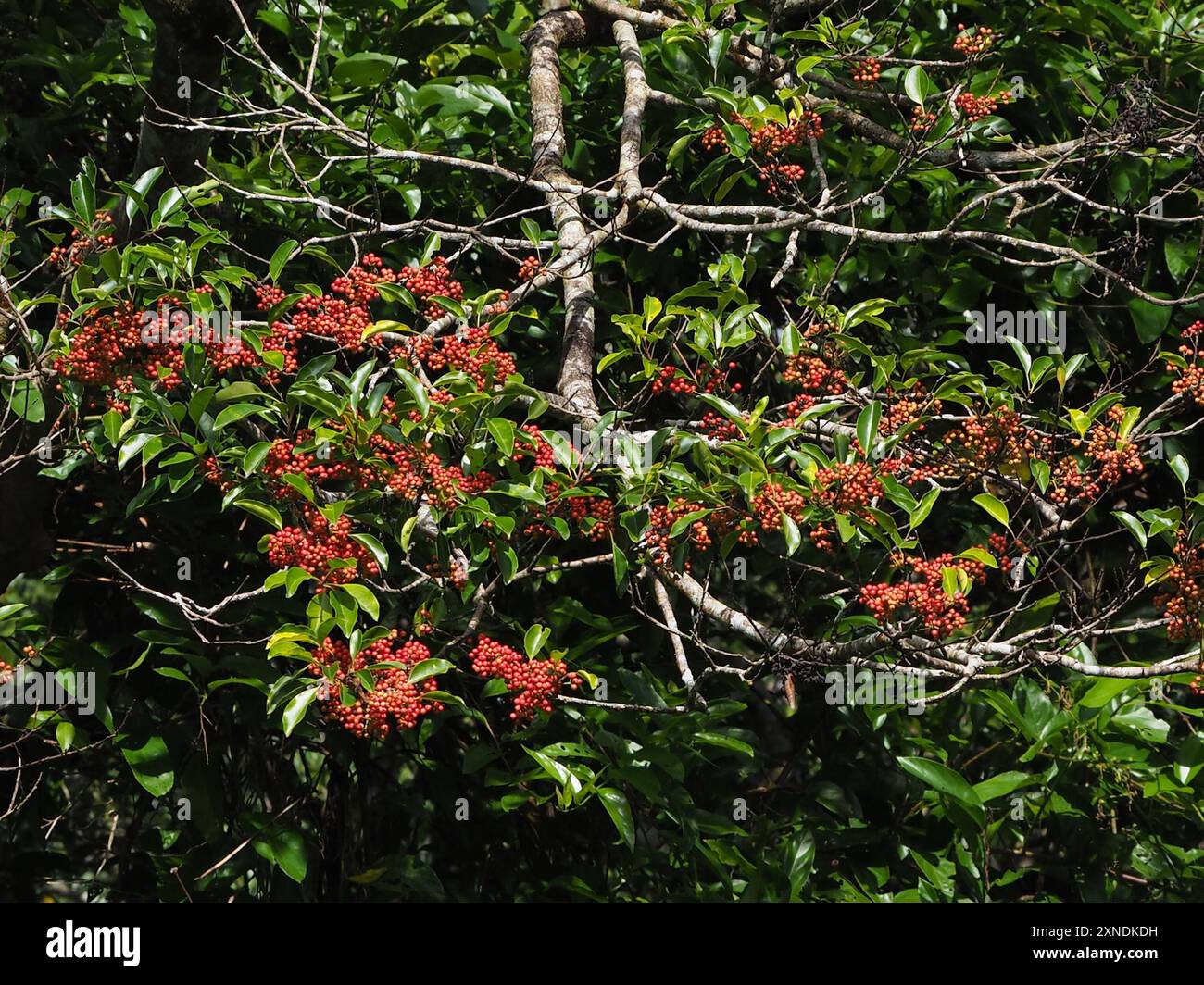 Kurogane holly (Ilex rotunda) Plantae Stock Photo - Alamy