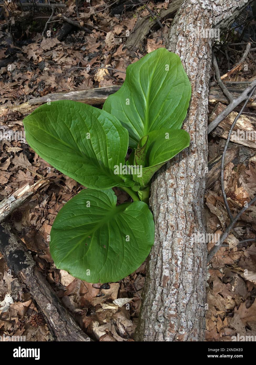 Eastern Skunk Cabbage (Symplocarpus foetidus) Plantae Stock Photo - Alamy