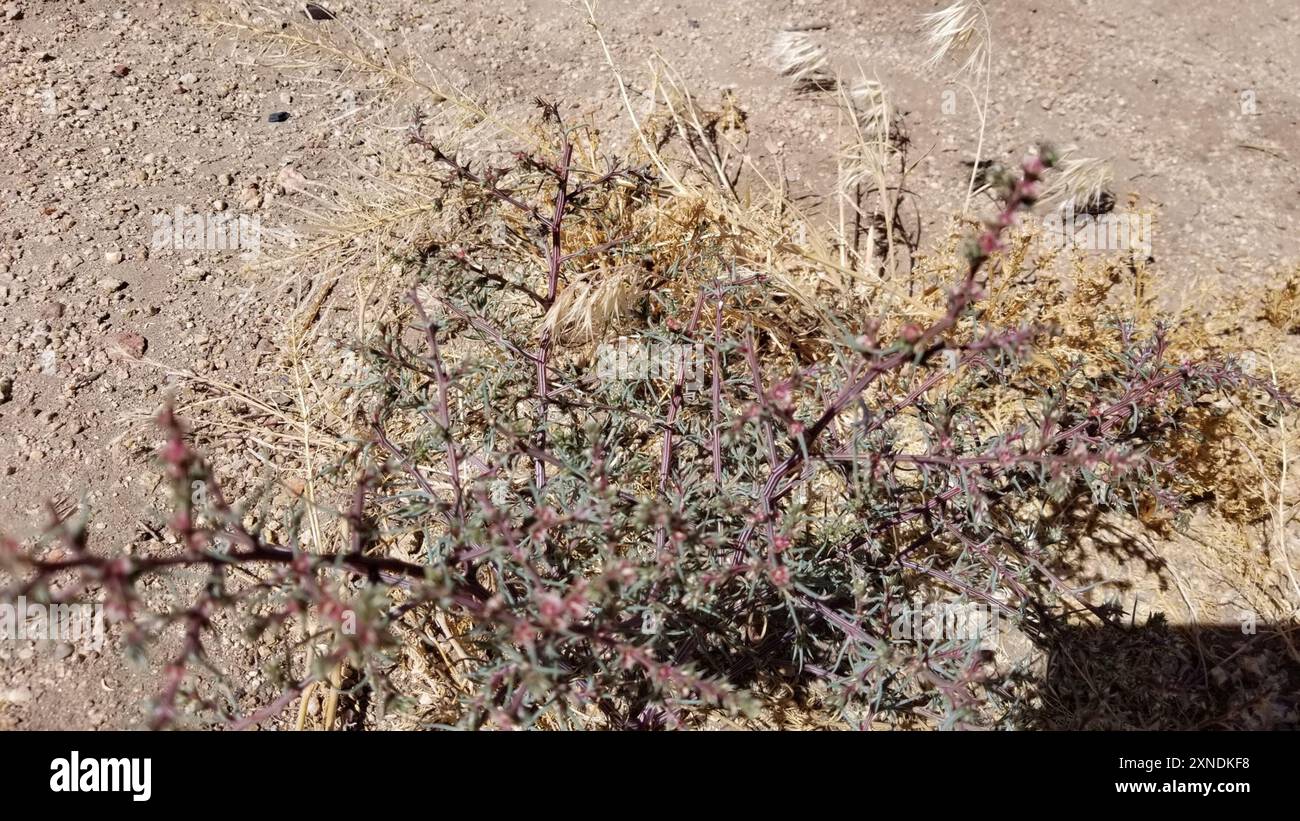 Russian Thistles (Salsola) Plantae Stock Photo - Alamy