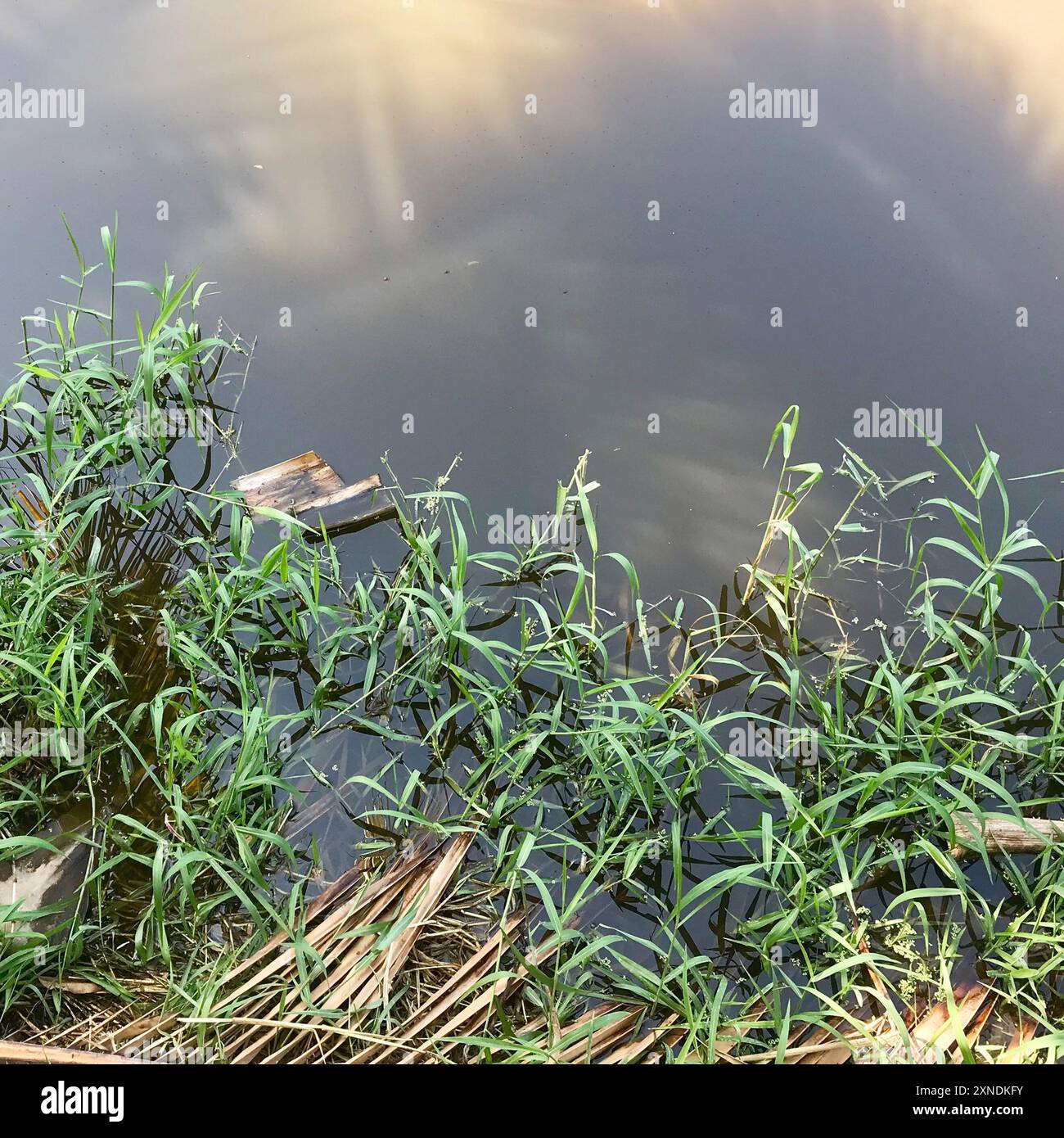 grasses (Poaceae) Plantae Stock Photo - Alamy