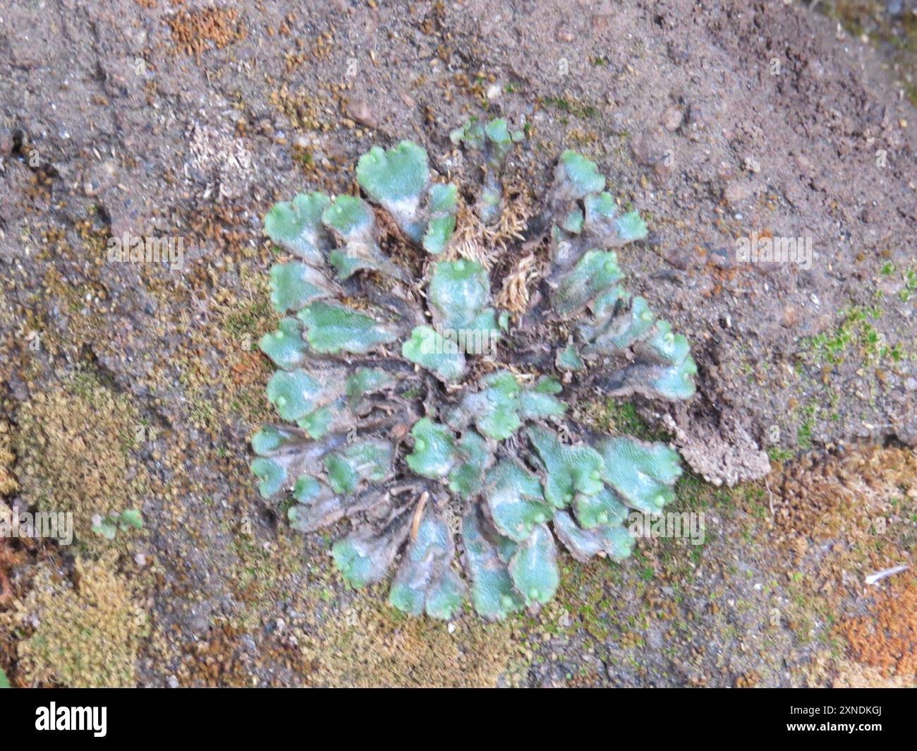 liverworts (Marchantiophyta) Plantae Stock Photo - Alamy
