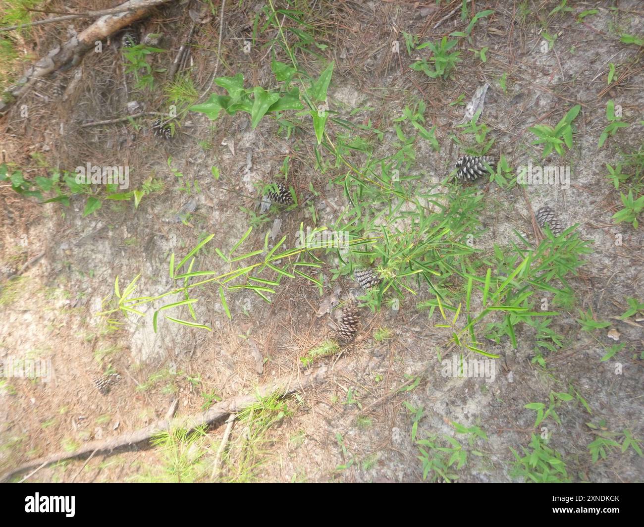 Pine Barren Ticktrefoil (Desmodium strictum) Plantae Stock Photo - Alamy
