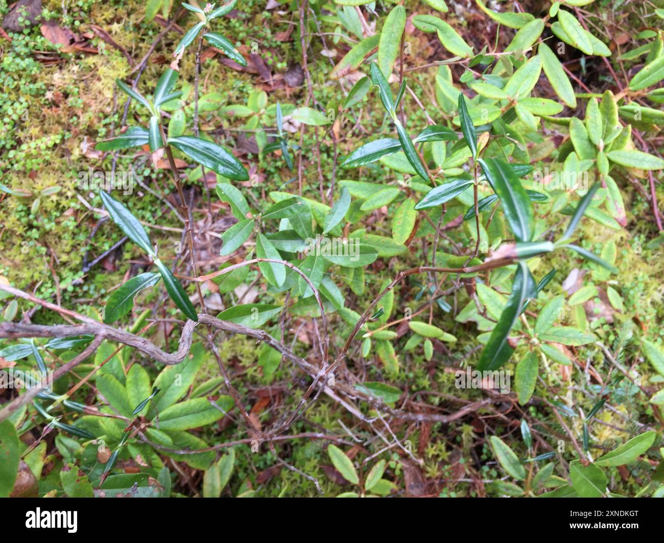 Swamp Laurel (Kalmia polifolia) Plantae Stock Photo - Alamy