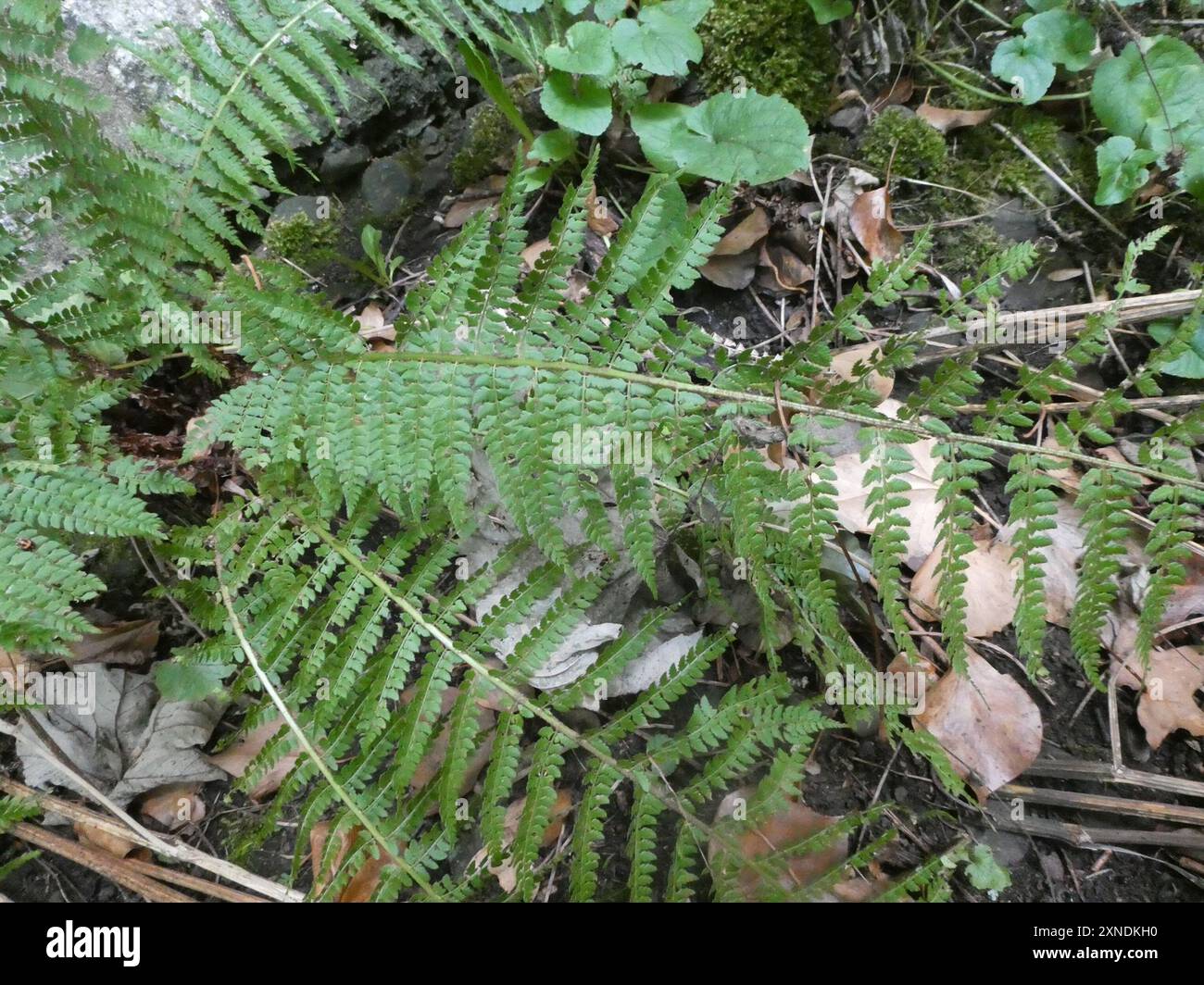 soft shield fern (Polystichum setiferum) Plantae Stock Photo - Alamy
