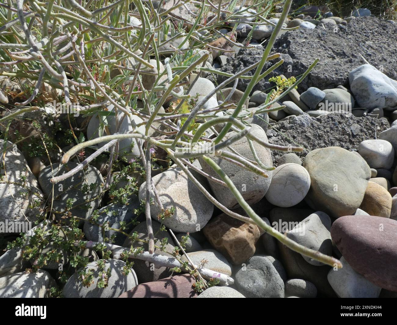 Sea Stock (Matthiola sinuata) Plantae Stock Photo - Alamy
