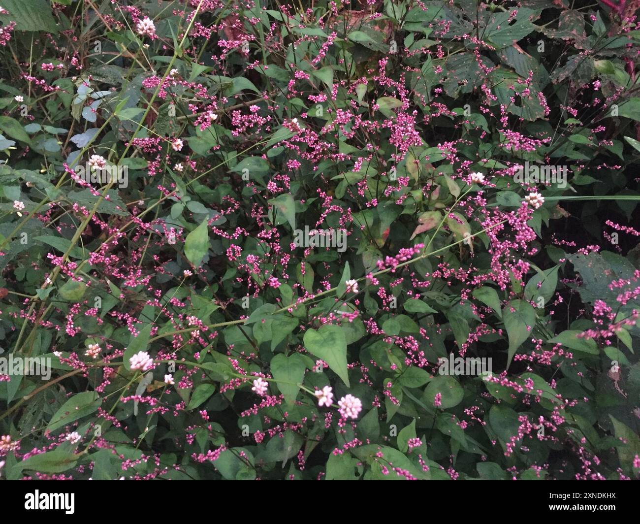 low smartweed (Persicaria longiseta) Plantae Stock Photo - Alamy