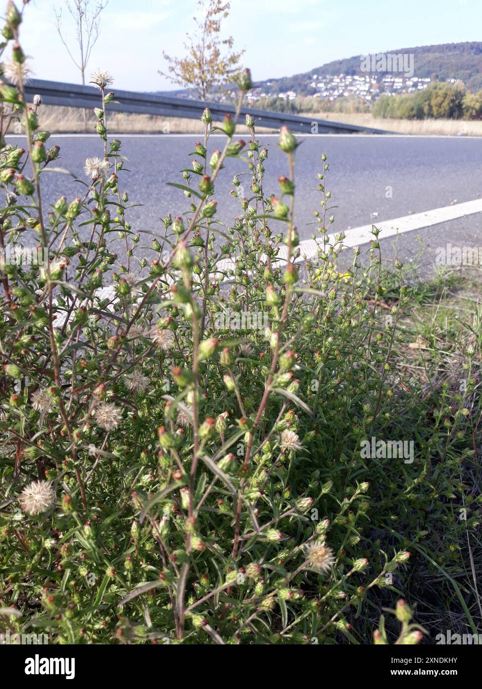 Stinkwort (Dittrichia graveolens) Plantae Stock Photo - Alamy