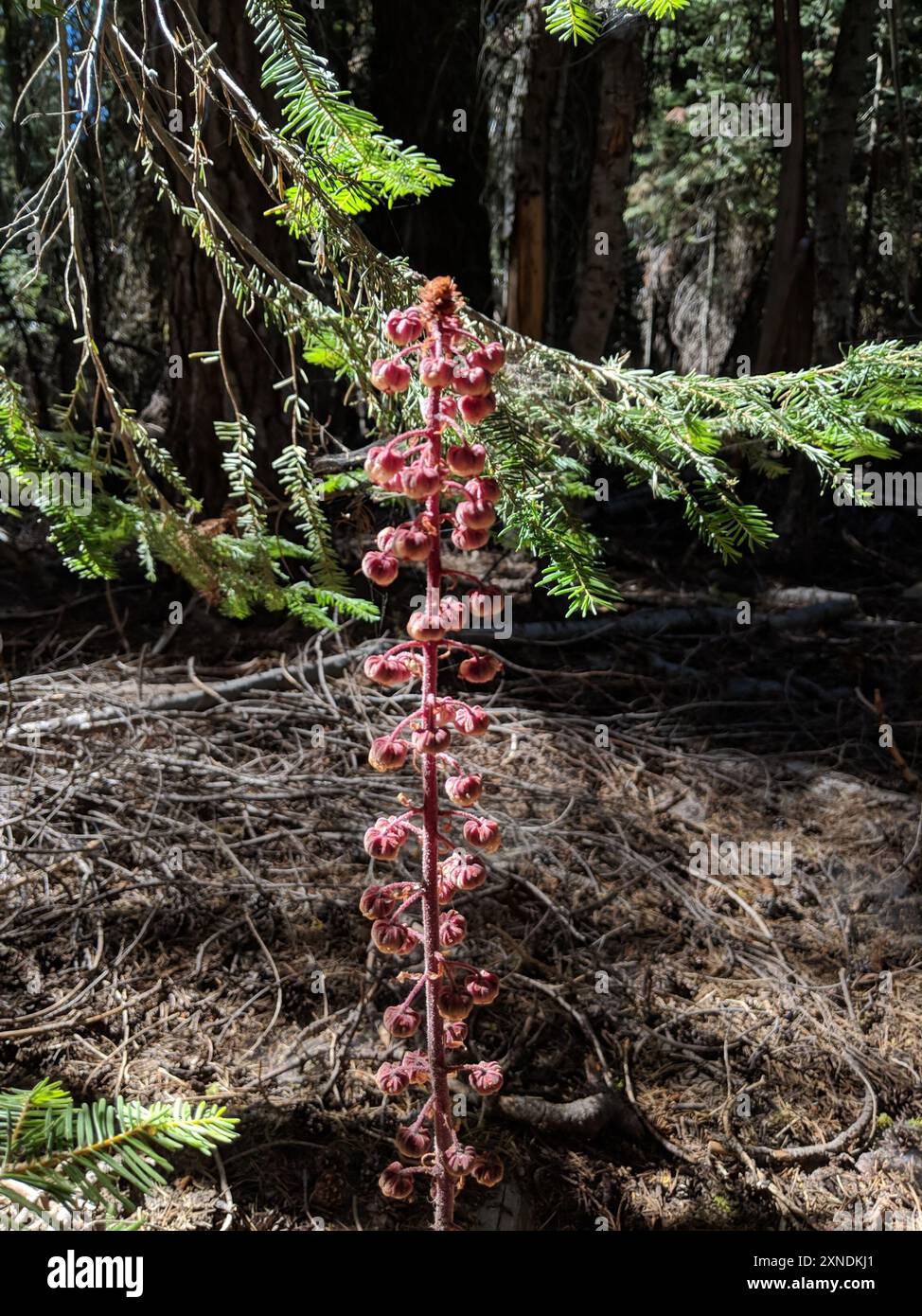 woodland pinedrops (Pterospora andromedea) Plantae Stock Photo - Alamy