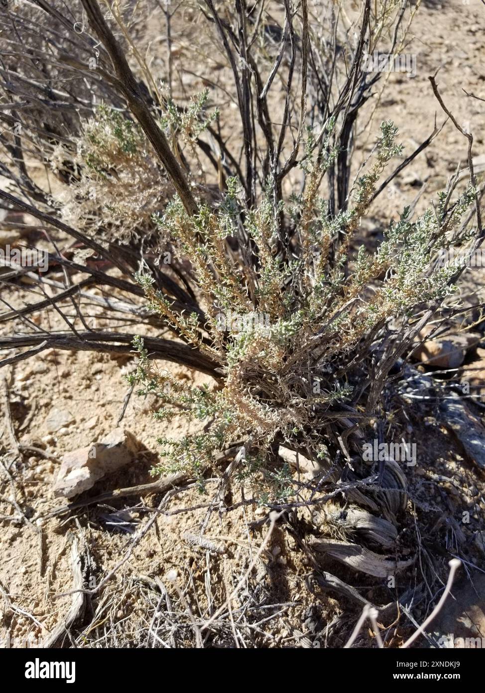 Burrobush (Ambrosia dumosa) Plantae Stock Photo - Alamy