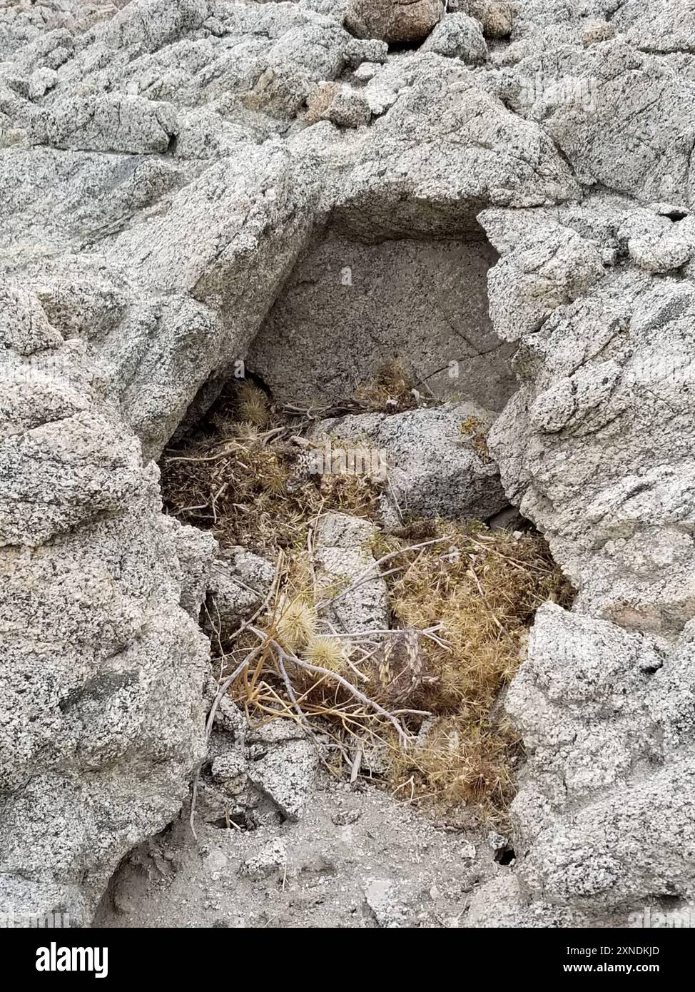 Desert Woodrat (Neotoma lepida) Mammalia Stock Photo - Alamy