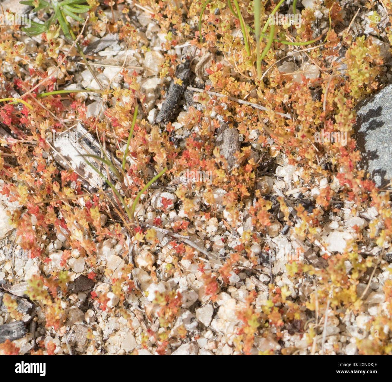 sand pygmyweed (Crassula connata) Plantae Stock Photo - Alamy