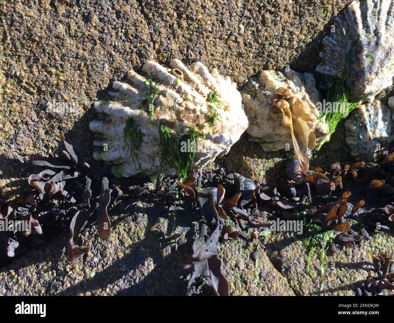 Rough Limpet (Lottia scabra) Mollusca Stock Photo - Alamy