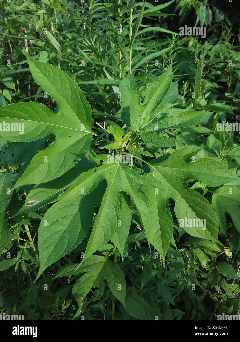 giant ragweed (Ambrosia trifida) Plantae Stock Photo - Alamy