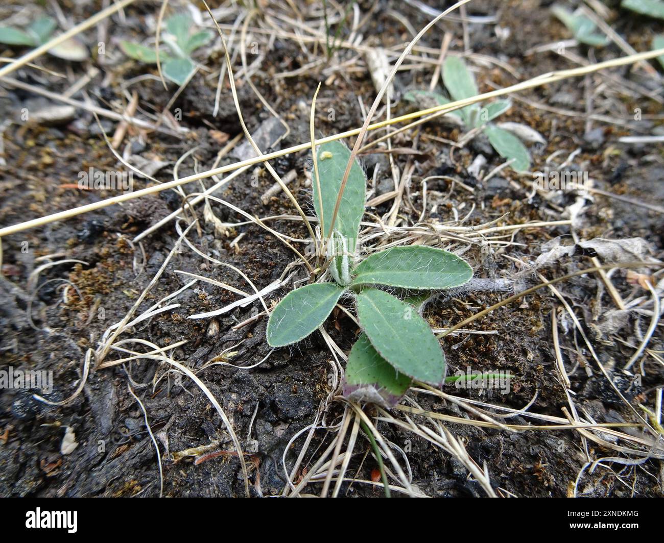 mouse-eared hawkweed (Pilosella officinarum) Plantae Stock Photo - Alamy