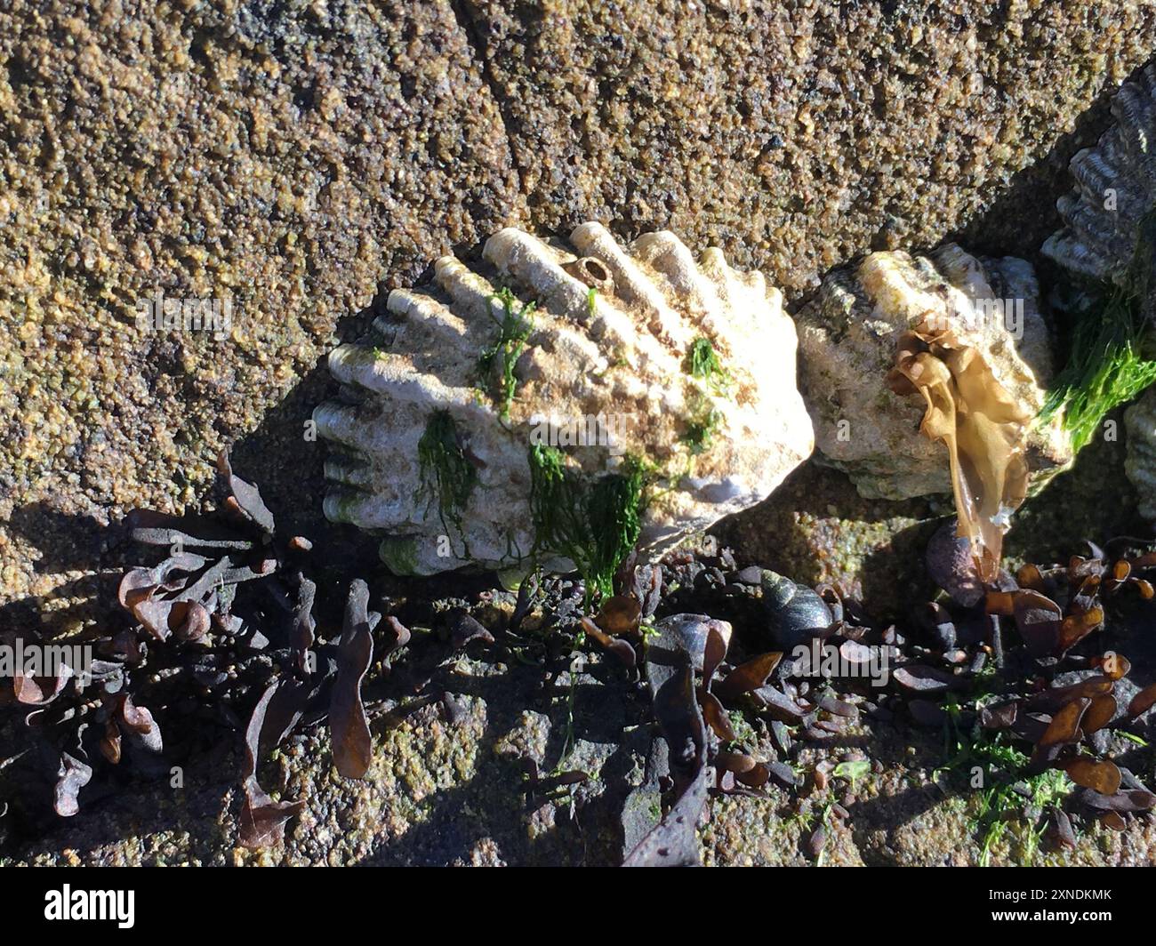 Rough Limpet (Lottia scabra) Mollusca Stock Photo - Alamy