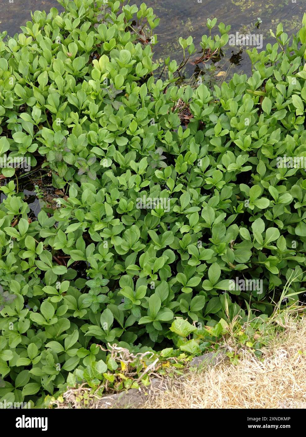 Bogbean (Menyanthes trifoliata) Plantae Stock Photo - Alamy