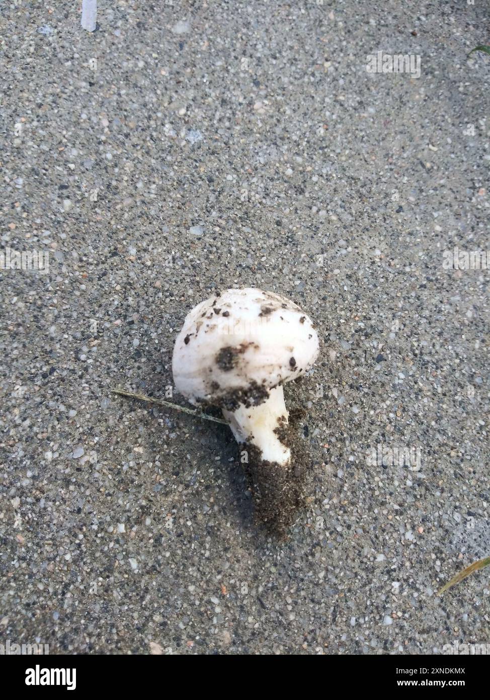 California Agaricus (Agaricus californicus) Fungi Stock Photo - Alamy
