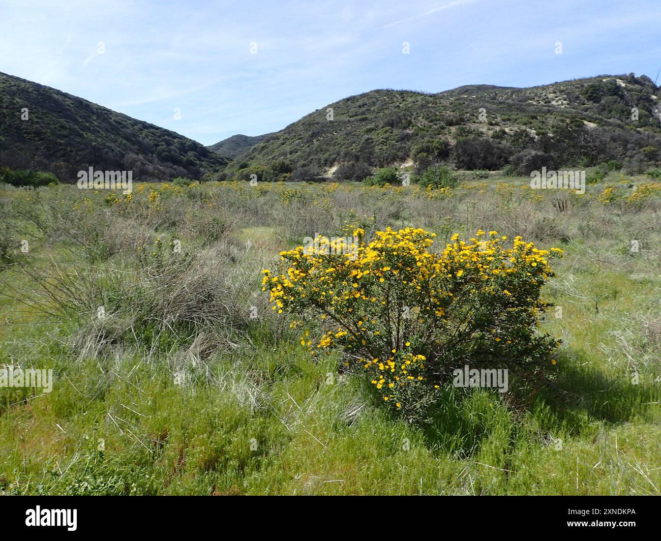 Bush Poppy (Dendromecon rigida) Plantae Stock Photo - Alamy