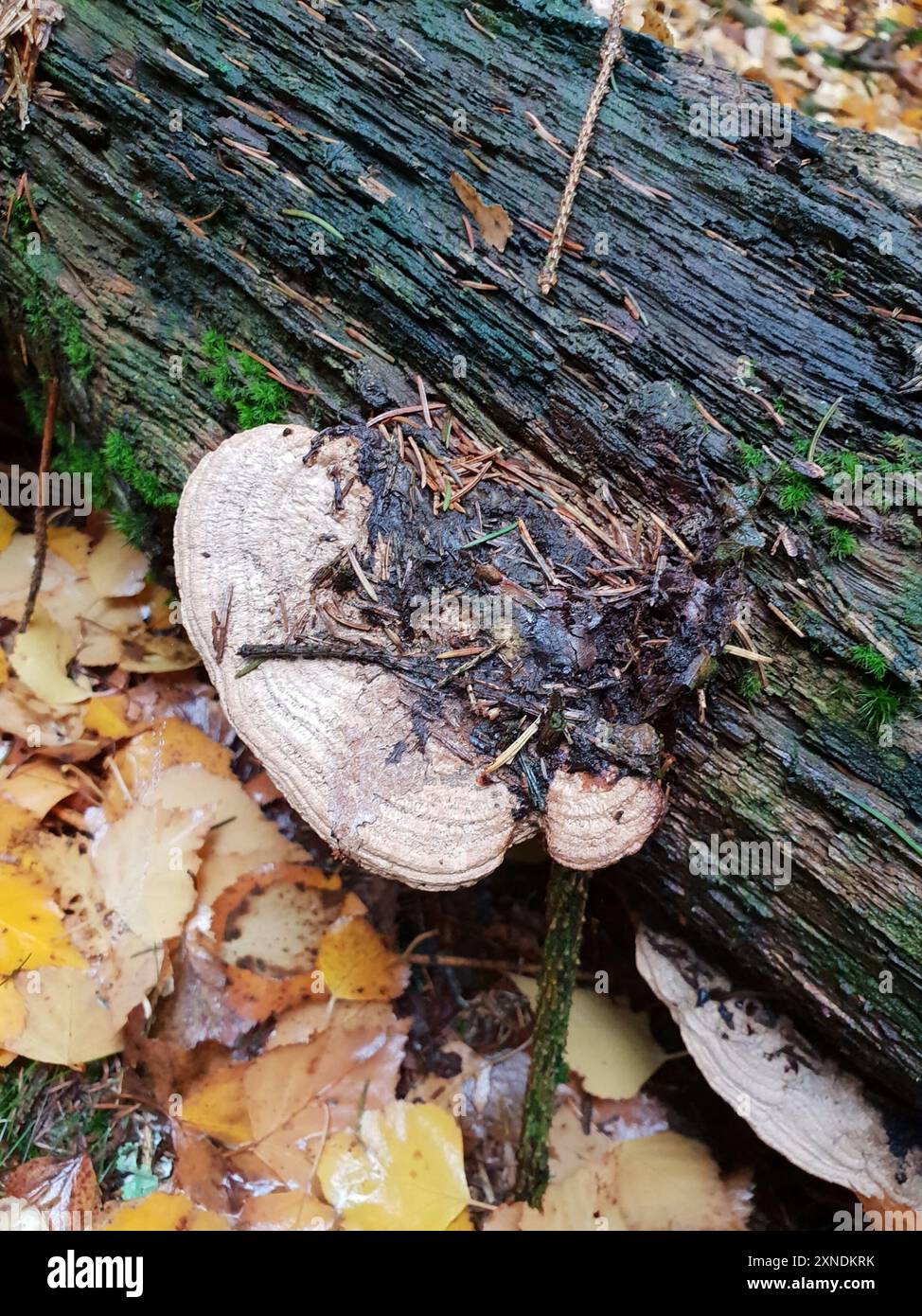 Oak mazegill (Fomitopsis quercina) Fungi Stock Photo - Alamy