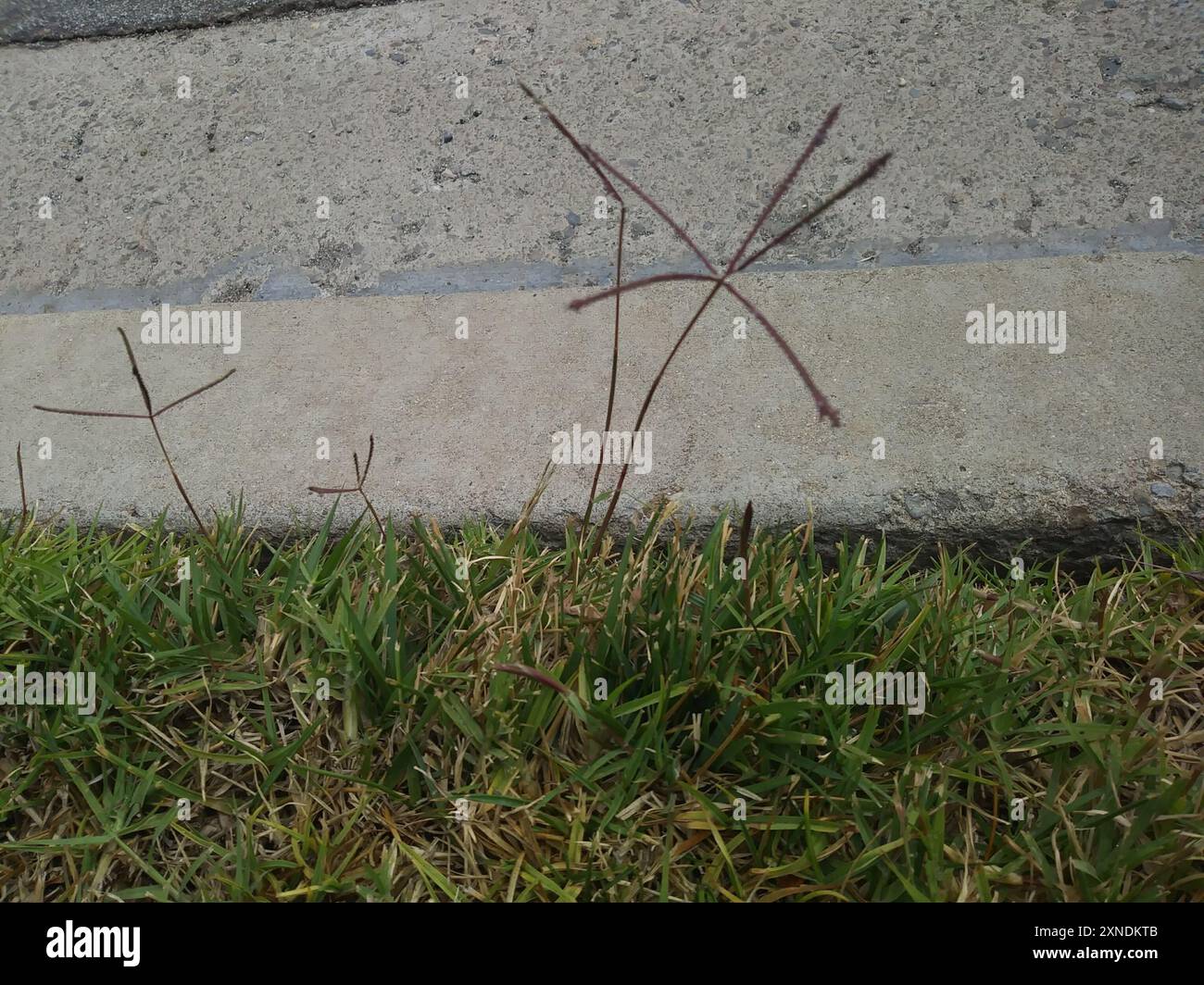 Hairy Crabgrass (Digitaria sanguinalis) Plantae Stock Photo - Alamy