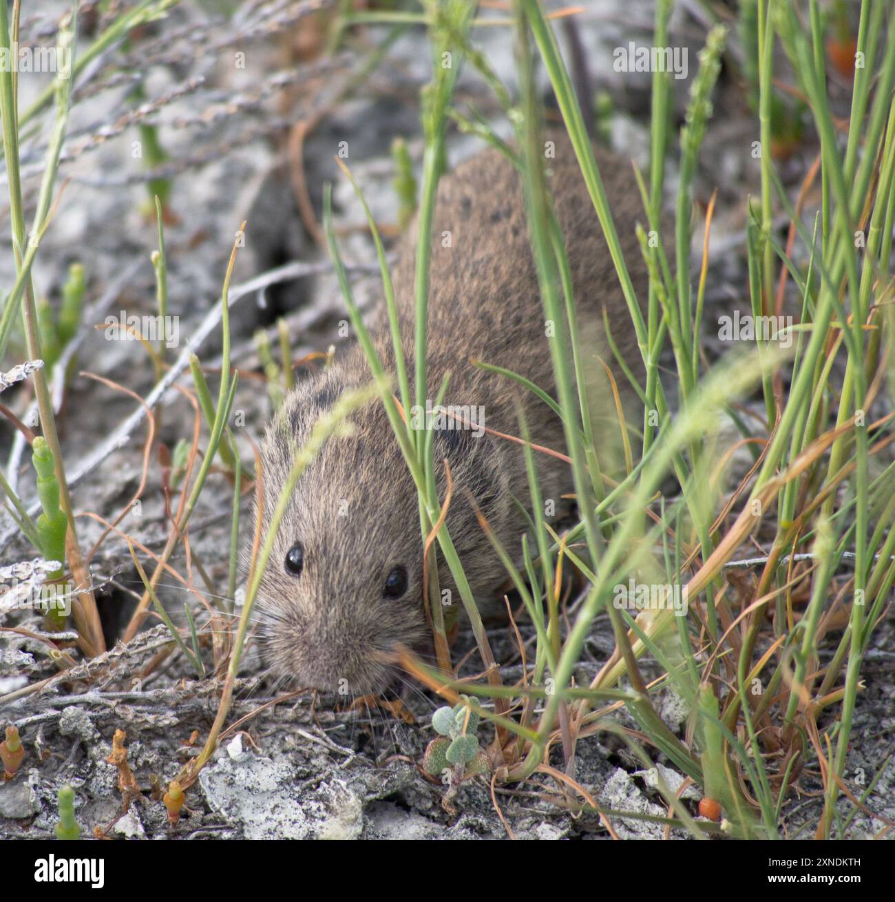Meadow Voles (Microtus) Mammalia Stock Photo - Alamy