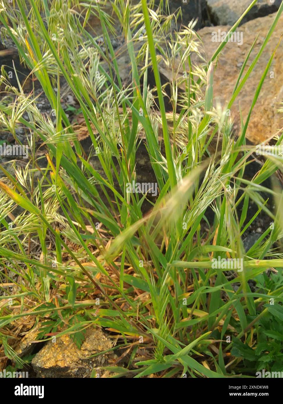 grasses (Poaceae) Plantae Stock Photo - Alamy
