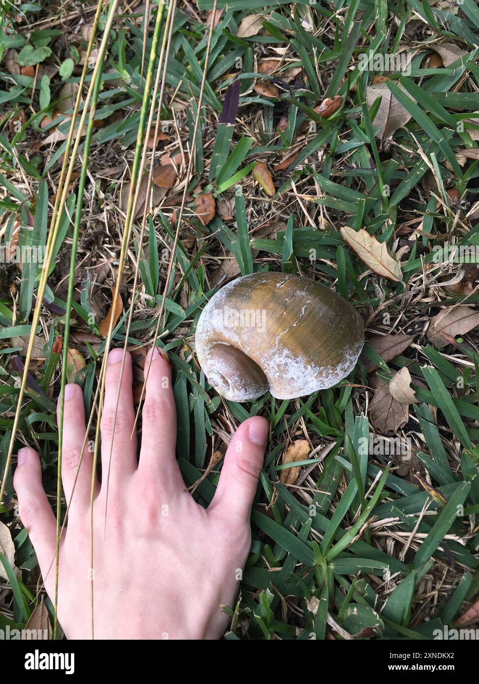 Apple Snails (Ampullariidae) Mollusca Stock Photo - Alamy