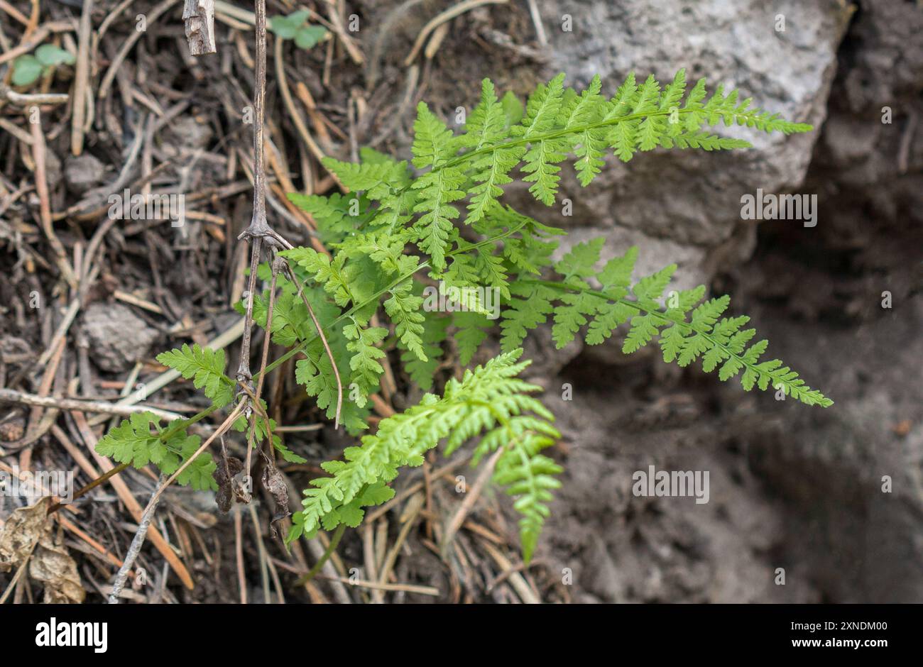 fragile ferns (Cystopteris) Plantae Stock Photo - Alamy