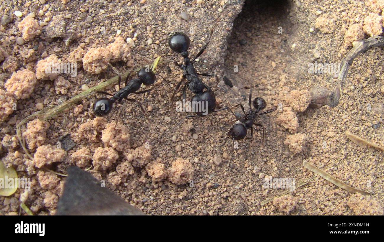 (Messor arenarius) Insecta Stock Photo - Alamy