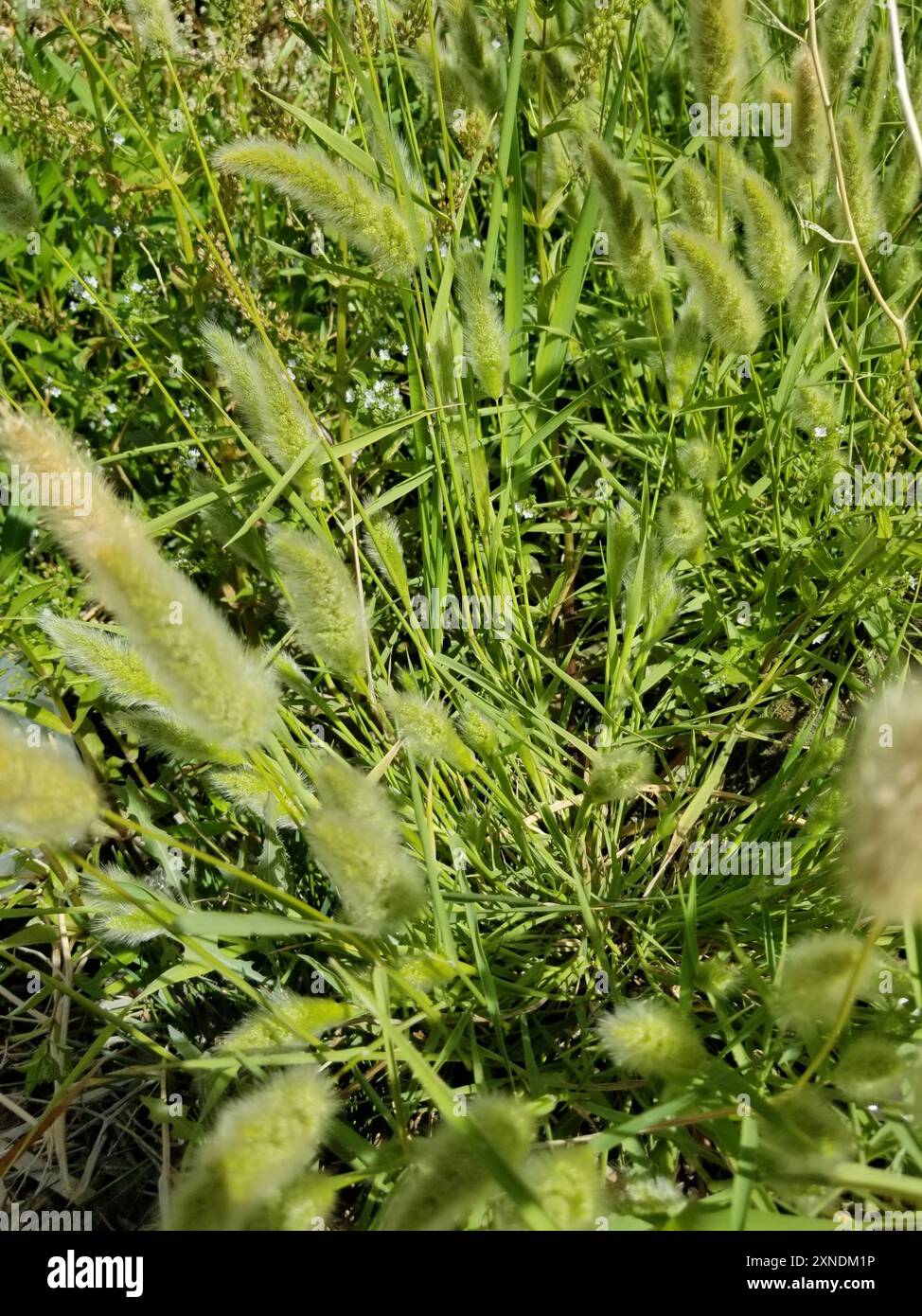 rabbitfoot grass (Polypogon monspeliensis) Plantae Stock Photo - Alamy