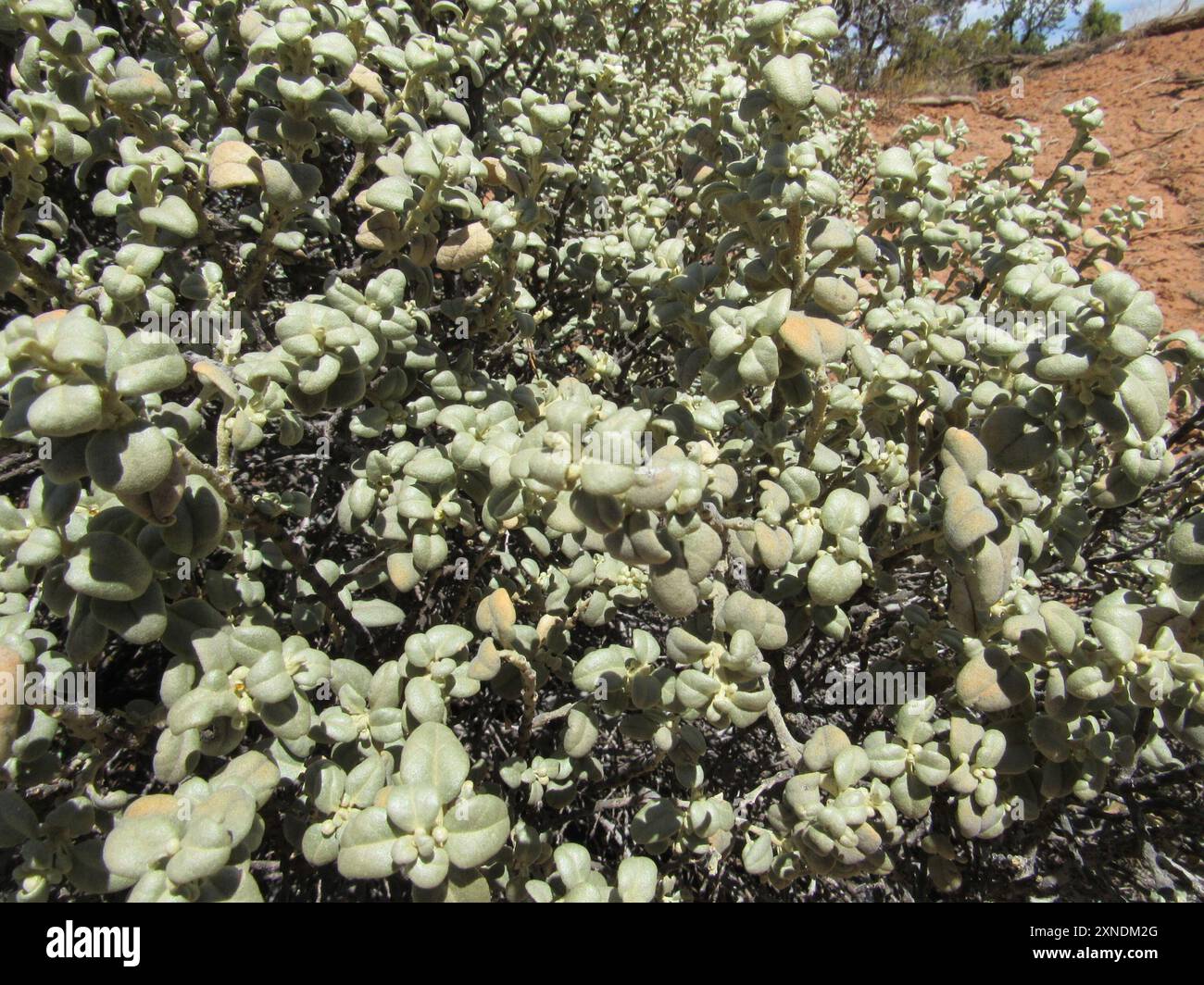 Roundleaf buffaloberry (Shepherdia rotundifolia) Plantae Stock Photo ...