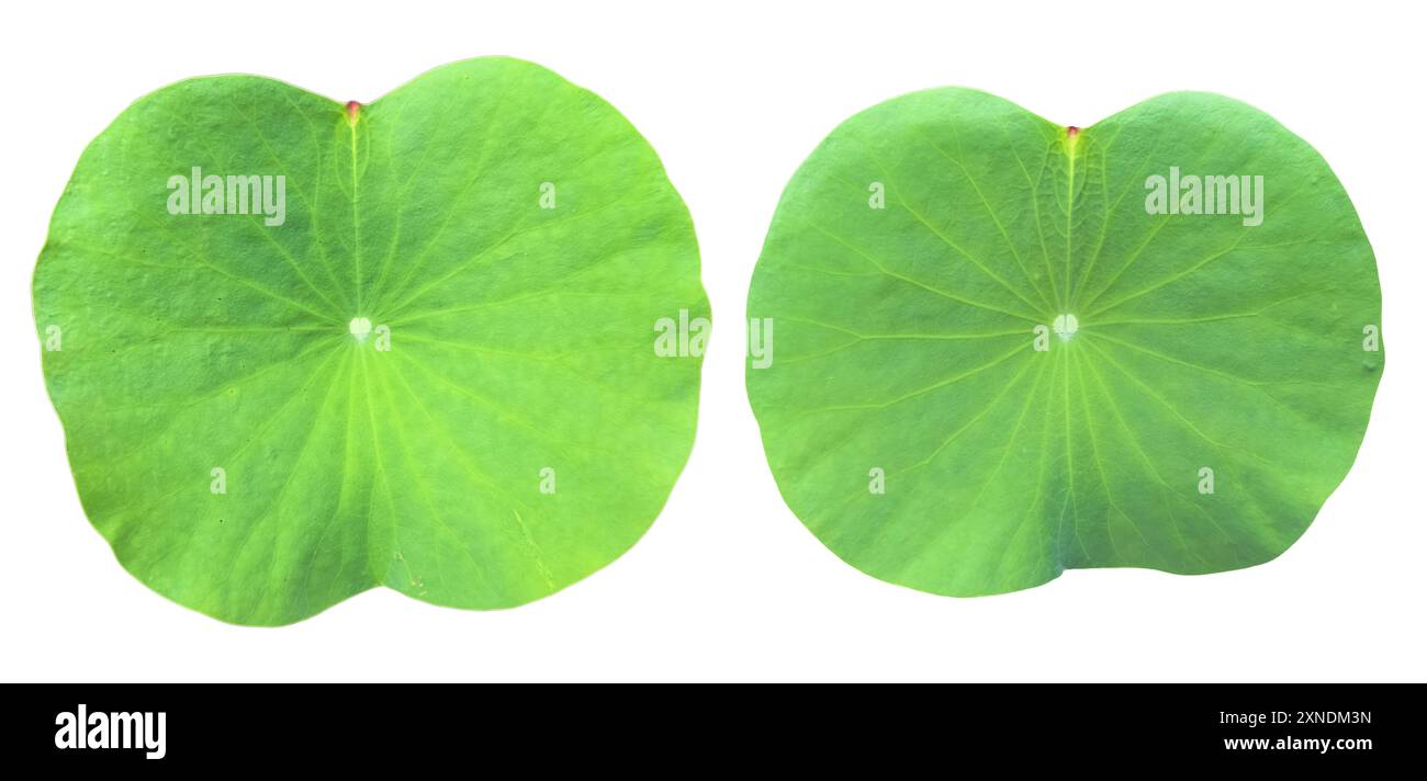 Cut-out image of a lotus plant on a white background with clipping ...