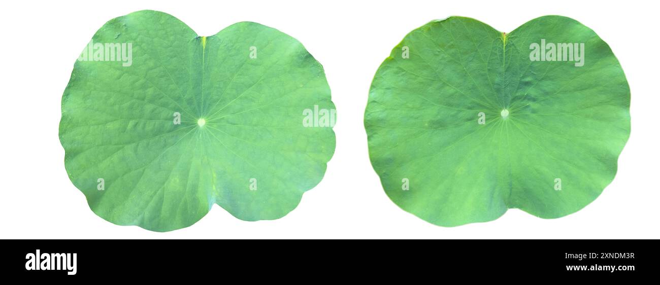 Cut-out image of a lotus plant on a white background with clipping ...
