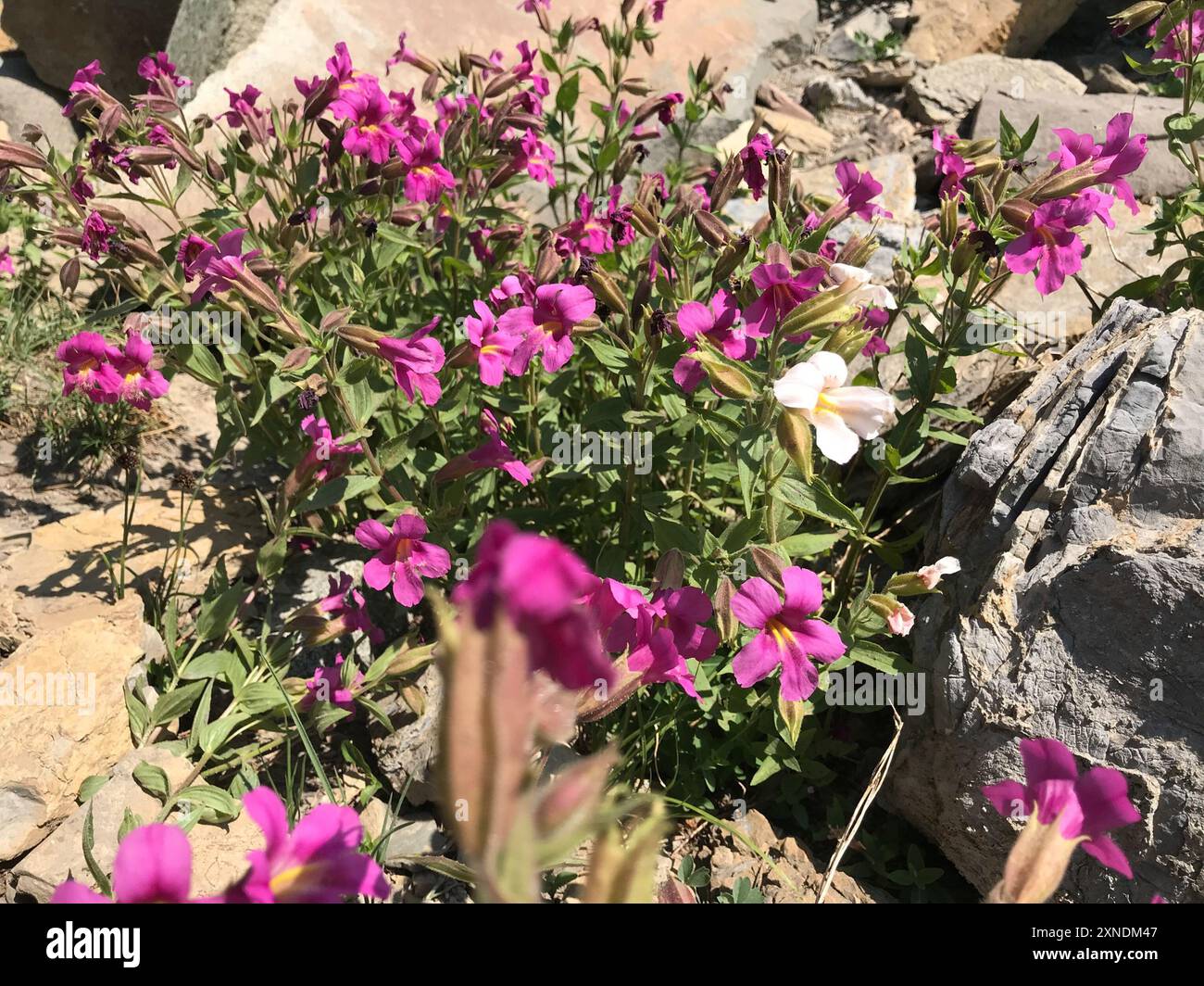 Lewis' monkeyflower (Erythranthe lewisii) Plantae Stock Photo - Alamy