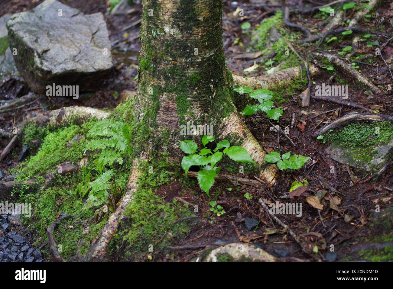 yellow birch (Betula alleghaniensis) Plantae Stock Photo - Alamy