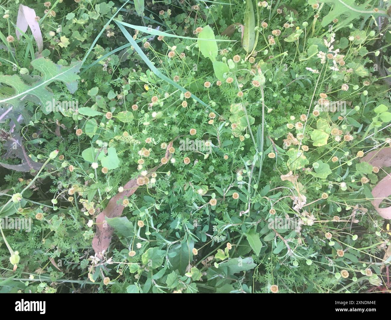 Common Cotula (Cotula australis) Plantae Stock Photo - Alamy