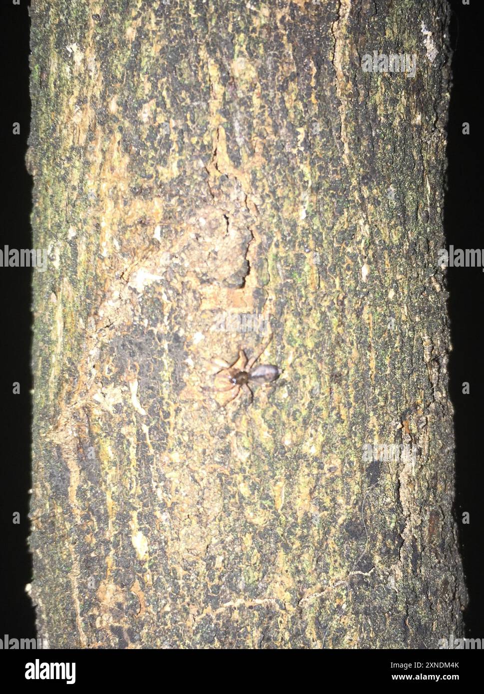 (Intruda signata) Arachnida Stock Photo - Alamy