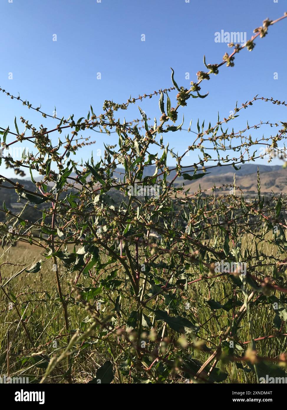 fiddle dock (Rumex pulcher) Plantae Stock Photo - Alamy