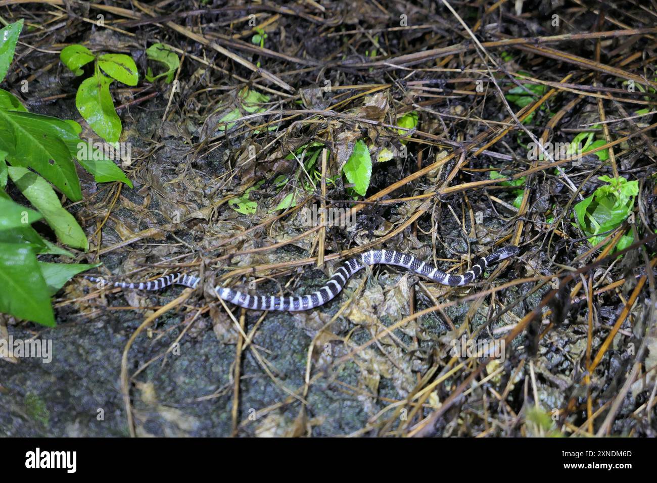 Many-banded Krait (Bungarus multicinctus) Reptilia Stock Photo - Alamy