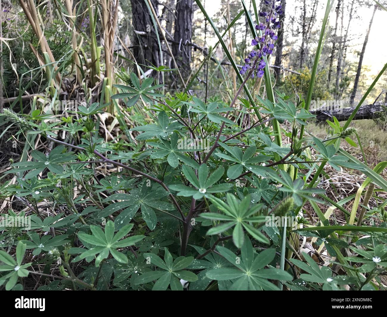 Broadleaf Lupine (Lupinus latifolius) Plantae Stock Photo - Alamy