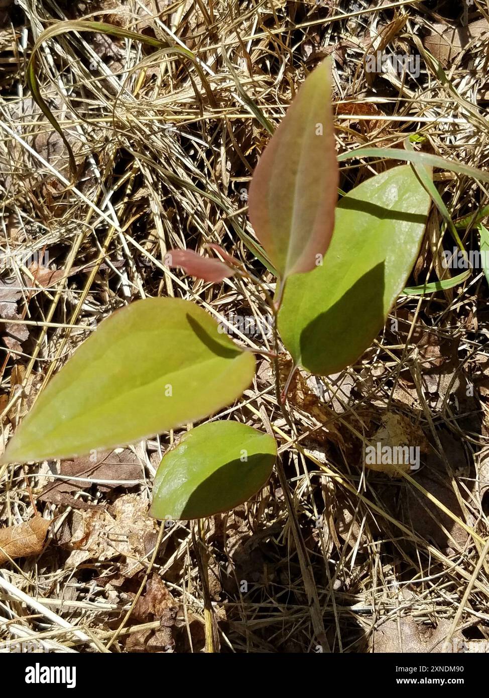 sawbrier (Smilax glauca) Plantae Stock Photo - Alamy