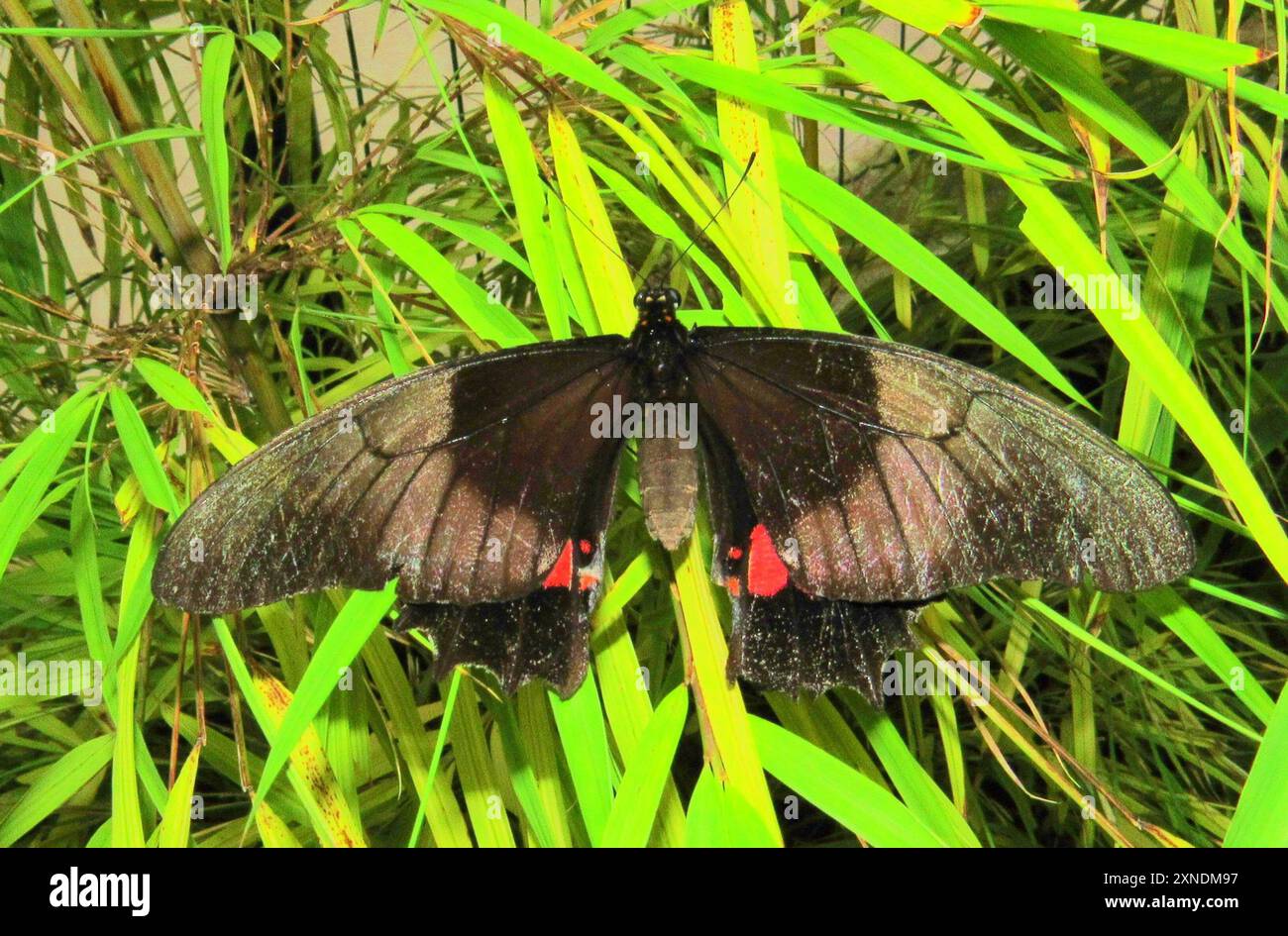 Capys hi-res stock photography and images - Alamy