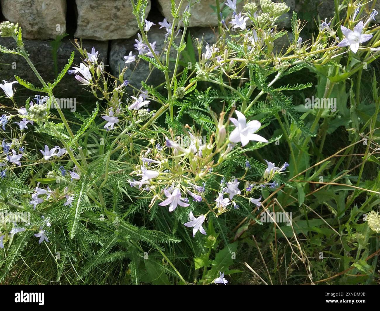 Rampion (Campanula rapunculus) Plantae Stock Photo - Alamy